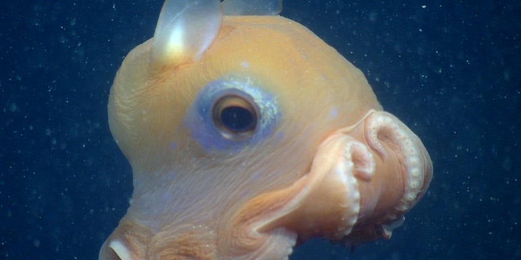 flapjack octopus size