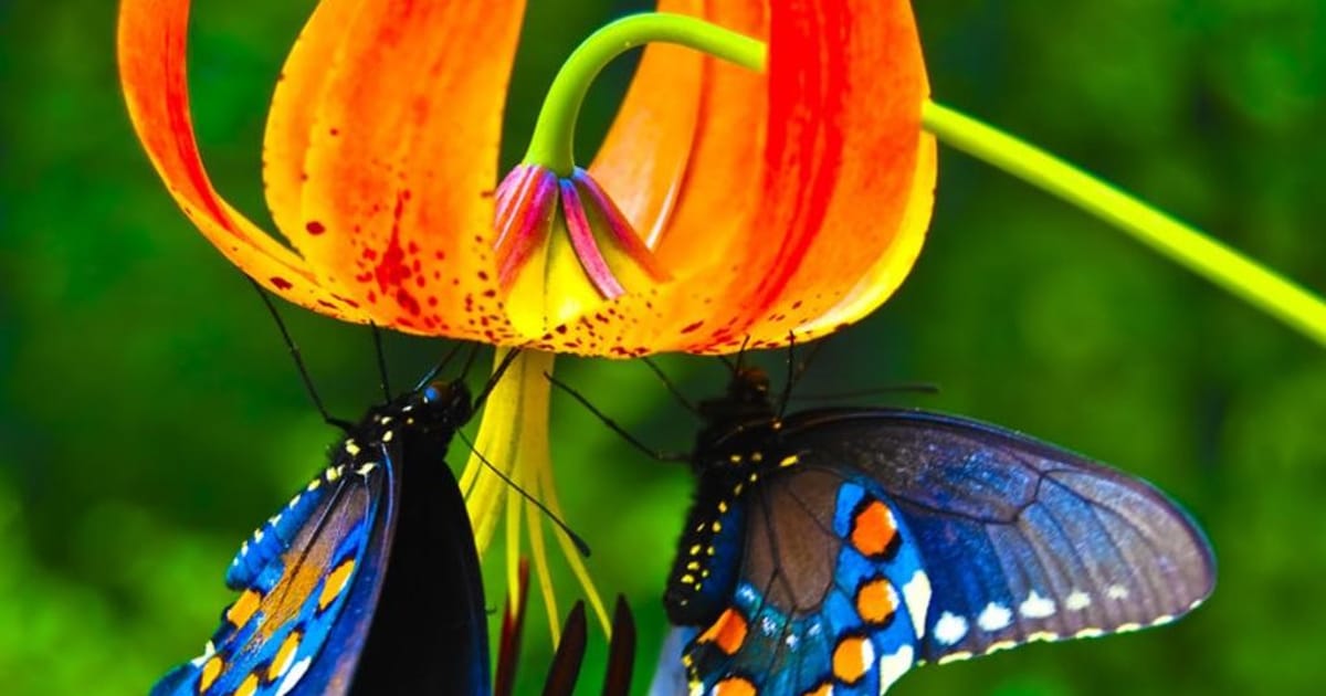 Susan Boland - Yeppoon, Australia, Volunteer | about.me