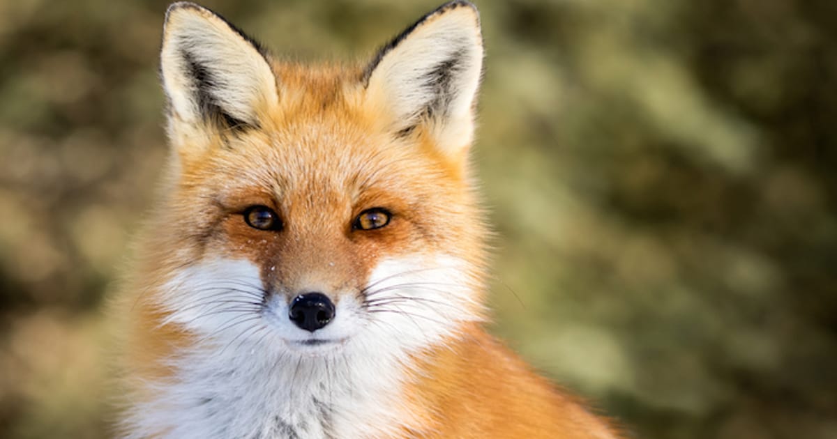 fox king - Chennai, Tamil Nadu, India | about.me