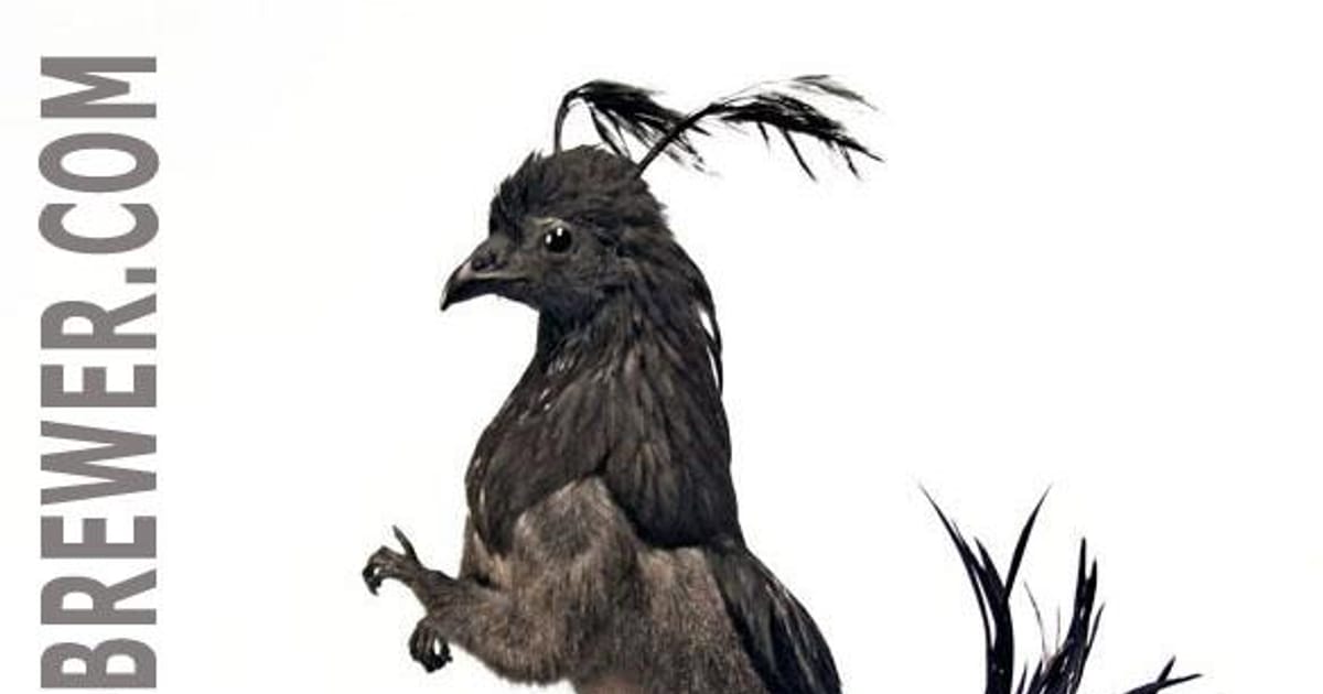 Sarina Brewer, taxidermy artist - Minneapolis, Minnesota, https://www ...