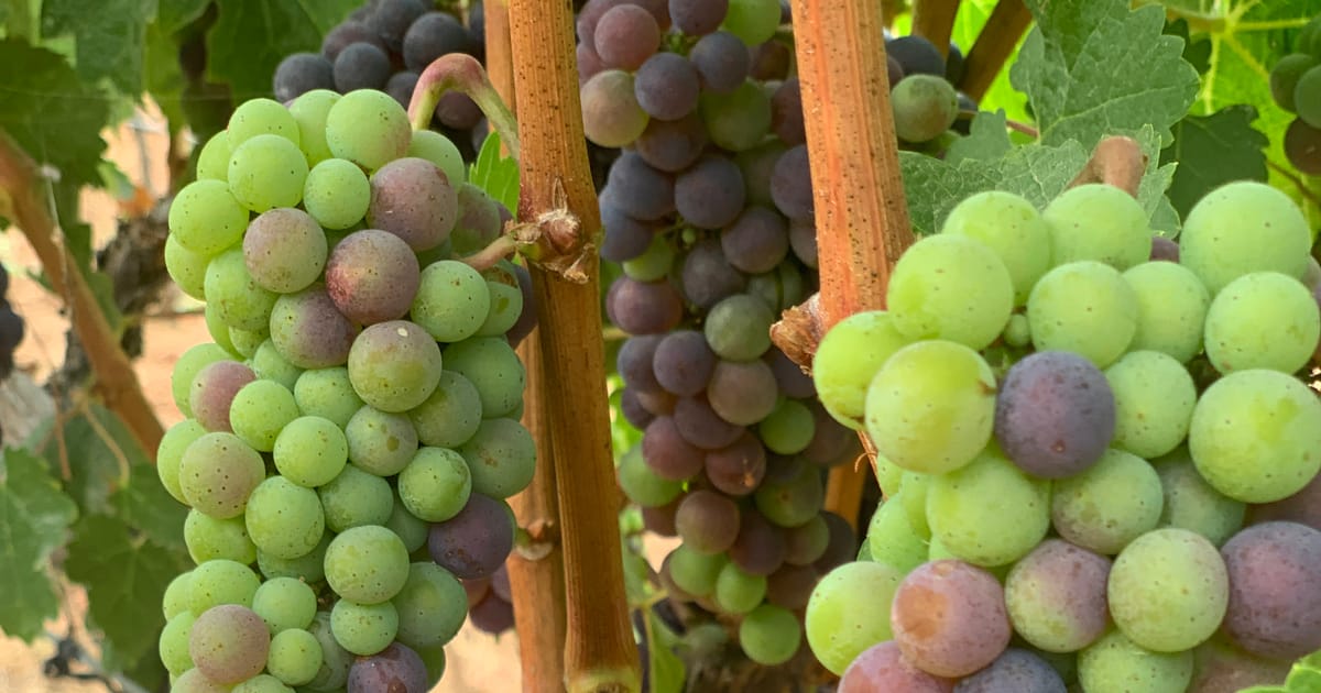 Tom Hack - Baja California, Mexico, Viñedo En'kanto | about.me