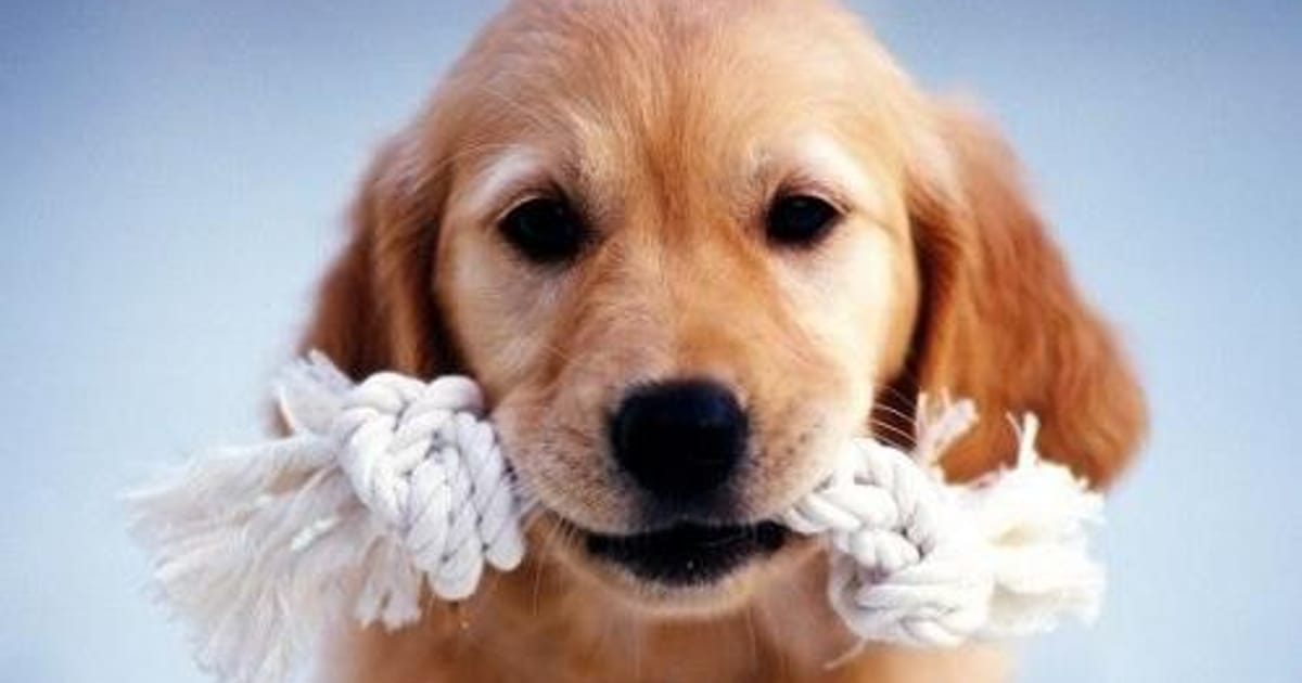 All About My Dogs - the United States | about.me