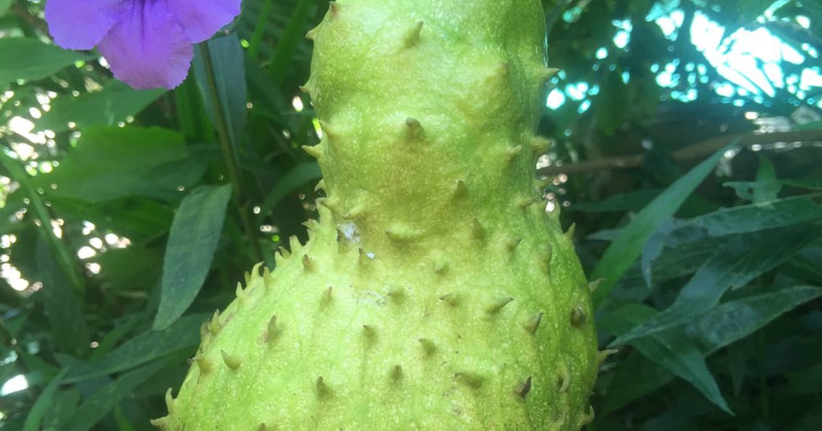 cancer fruit - Coimbatore, India | about.me