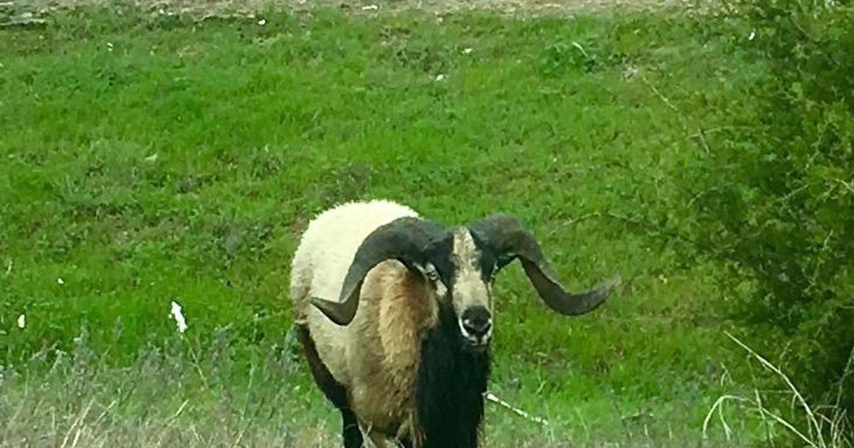 Sam Tallis - Fort Worth, Texas | about.me