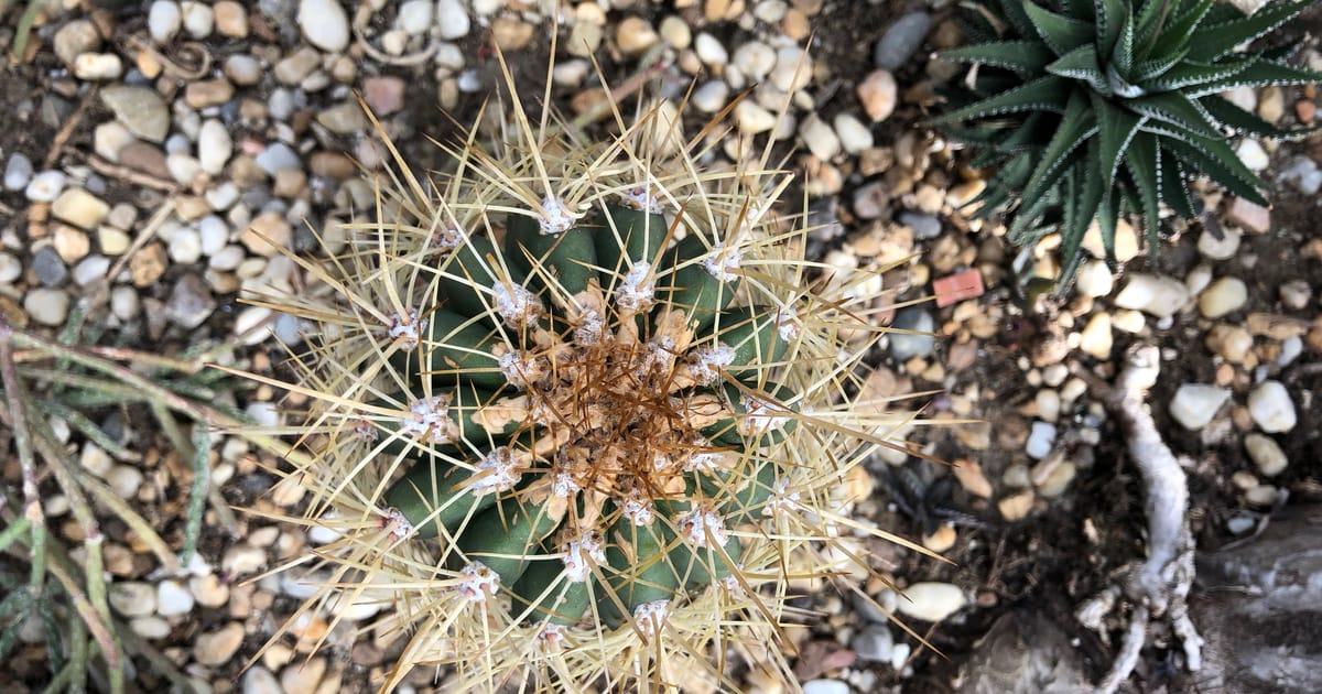 Scott Lillico - Toronto, Ontario, Canada, York University | about.me