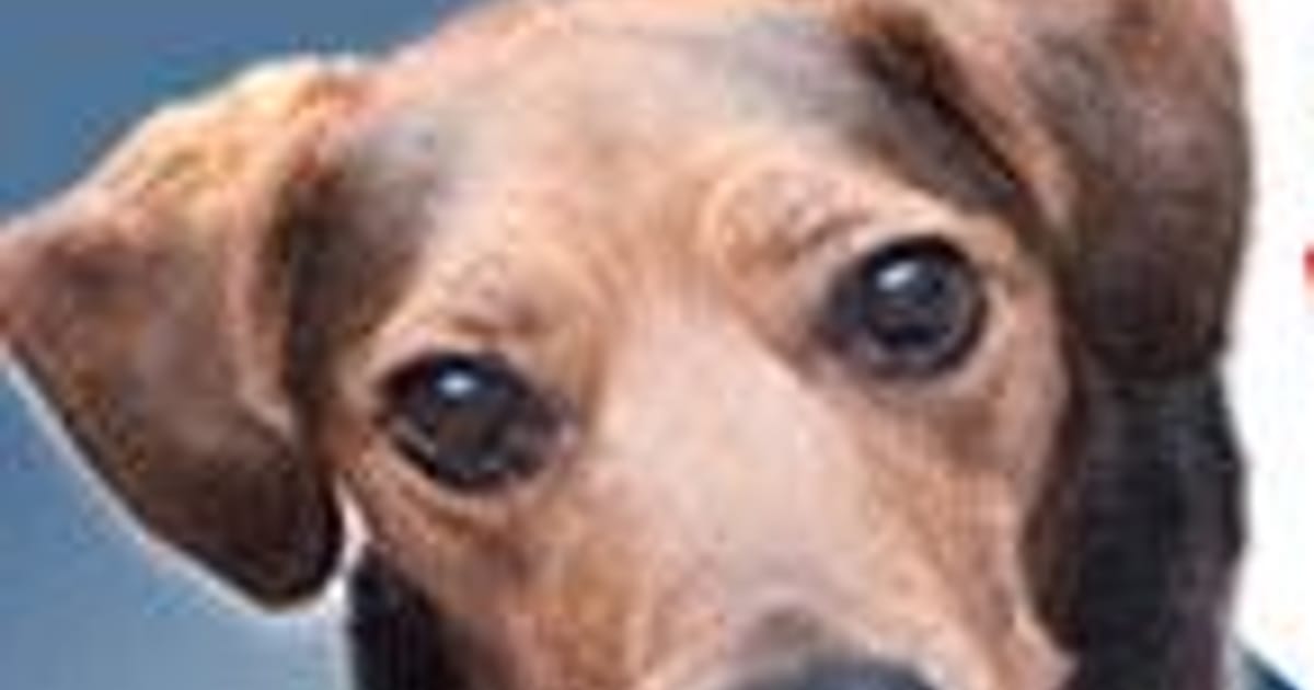 Secure Pets - Lewis Center, Ohio, Secure Pets LLC | about.me