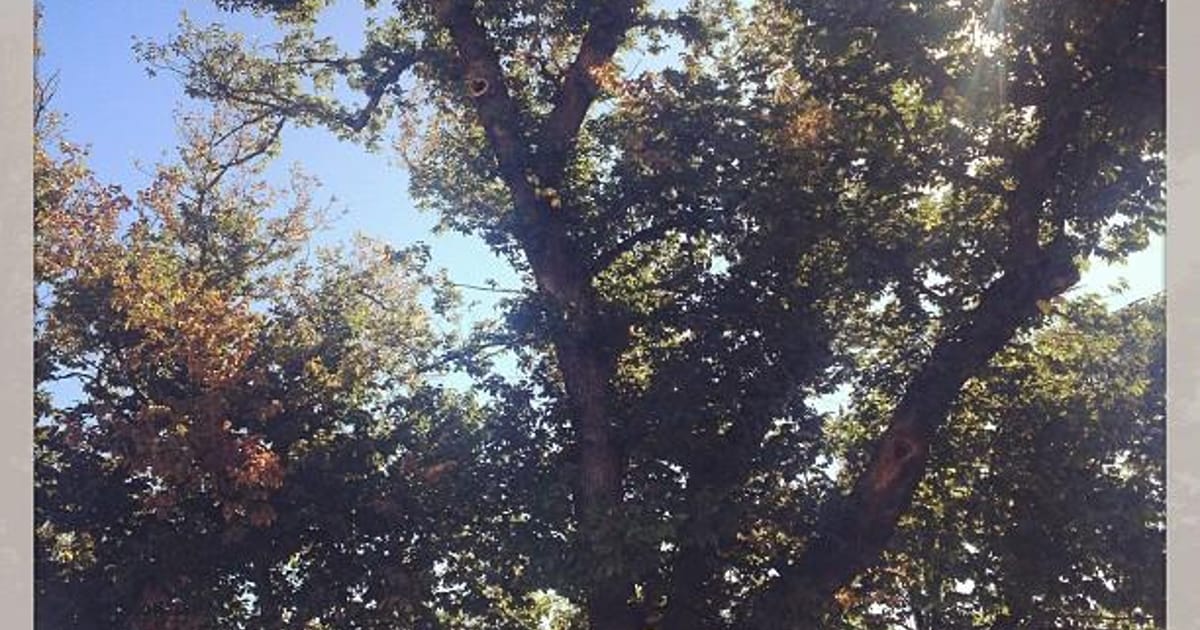 Megha Abraham - Sydney, Australia, Digital Content Advisor, Masters of ...