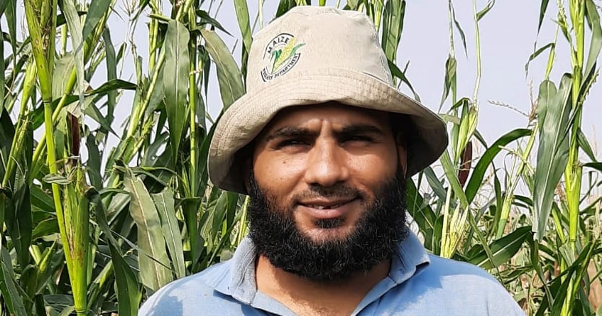 dr-mohammad-ismail-egypt-scientist-and-maize-breeder-post-doctoral