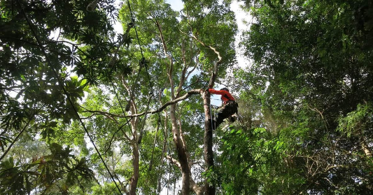 Aussie Tree Care - Ormeau Hills, Australia | about.me