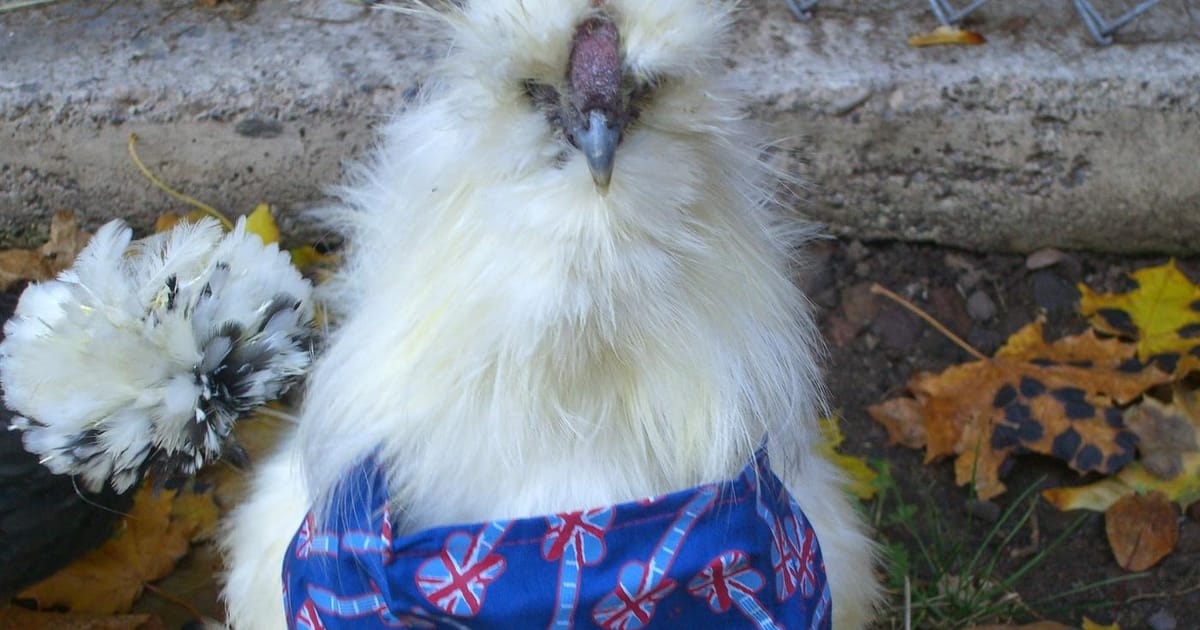 Yeti Chicken - Omaha, NE | about.me