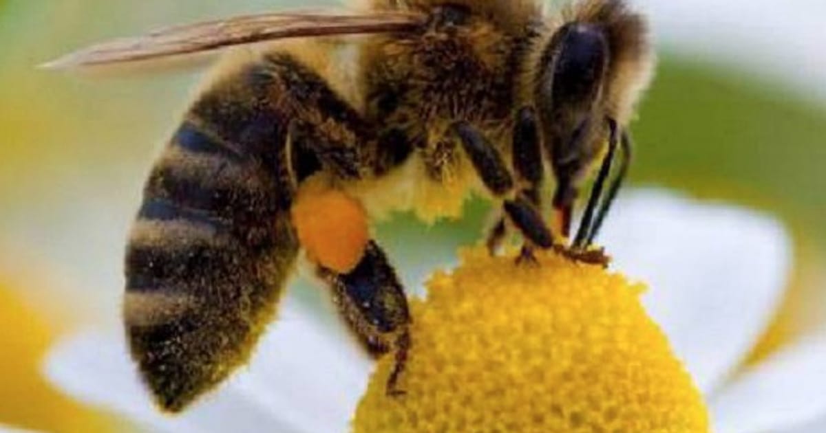 abeja - Barcelona, España | about.me