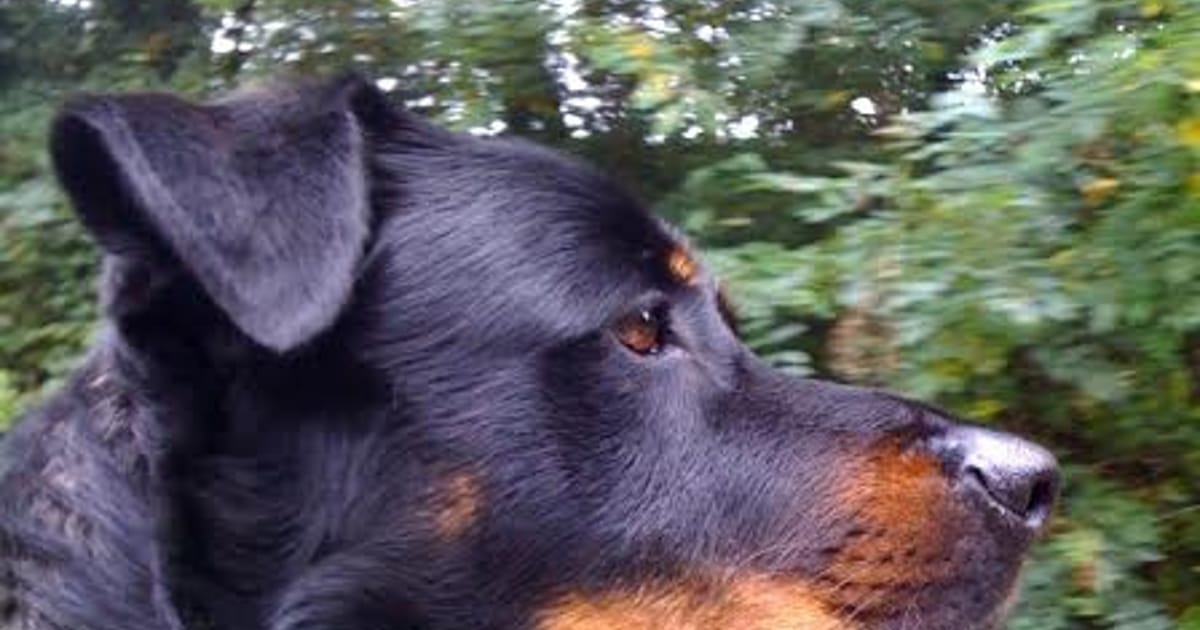 Baxter Cane - London, United Kingdom | about.me