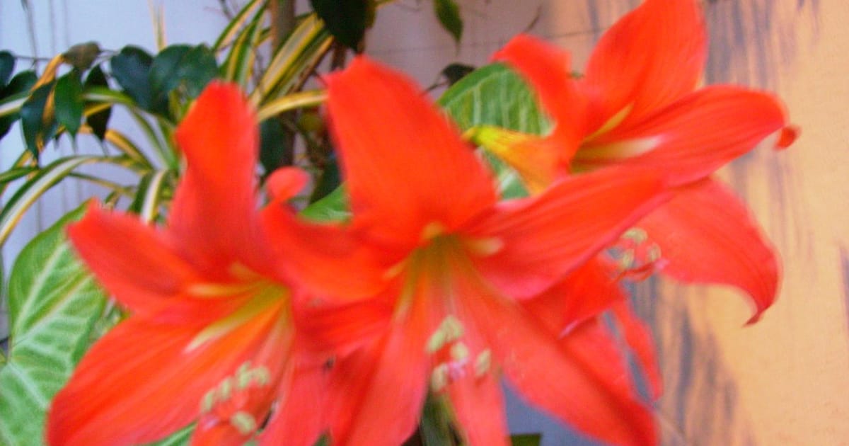 GRACIELA Fondo Buyo - Madrid, Spain, Latin-American Spanish | about.me