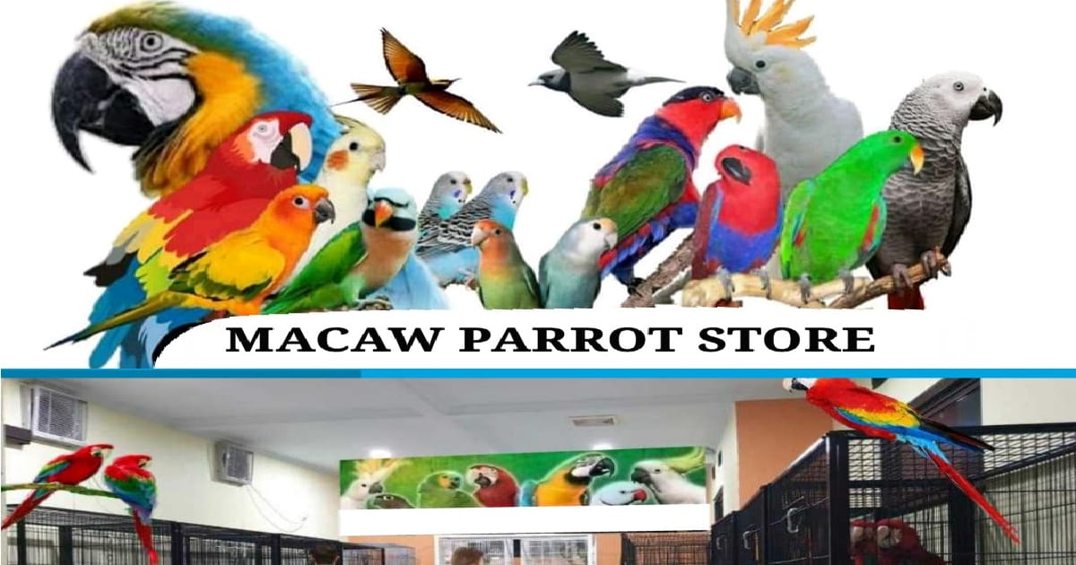 Parrot Shop - Indonesia, MACAW PARROT STORE, https://macawparrotshop ...