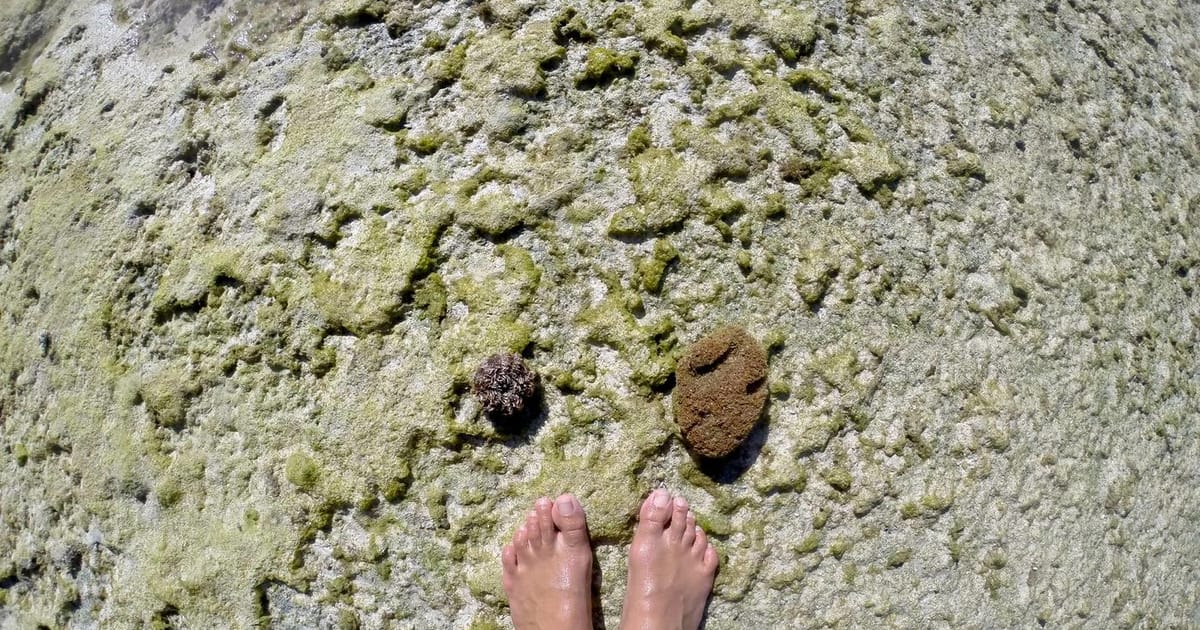 Lipoa Rae Kahaleuahi - Hana, Hawaii | about.me