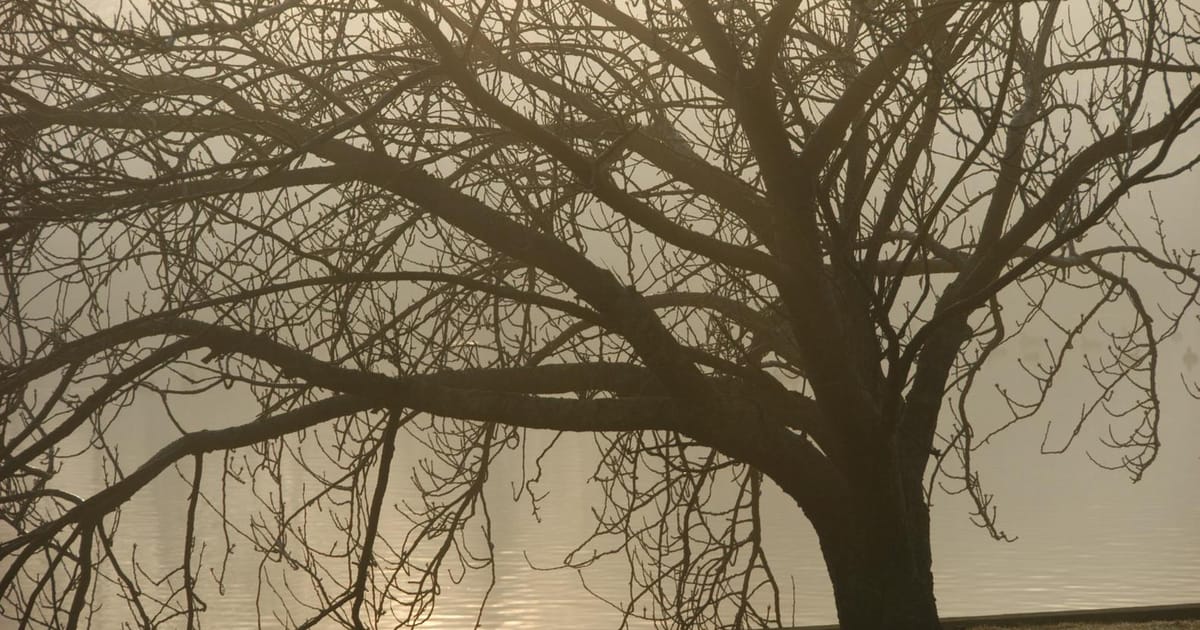 Renée Flores - Washington, DC | about.me