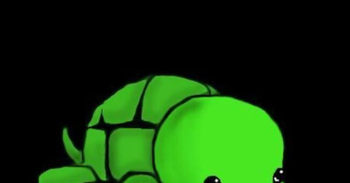 Maria Turtles - Florida, Palm Beach State College | about.me