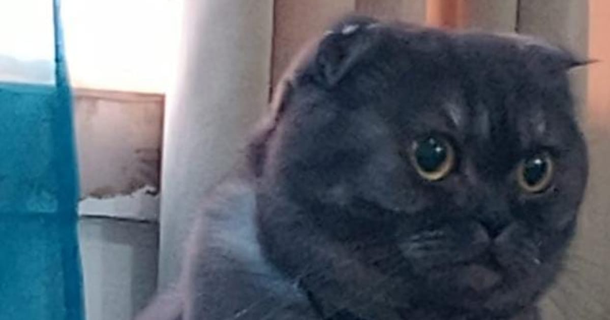 Sri Master - Canada, bcvfhdfh, gdfgs, bcvxxcb, gdsgf, ghfdgh | about.me