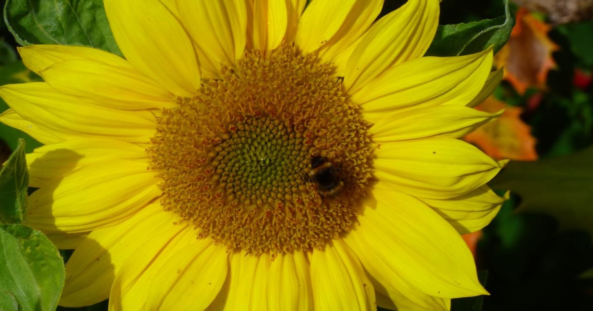 Mike Tupling - France | about.me