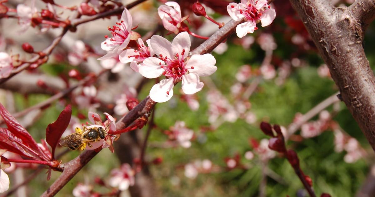 Laura Spragge-Lamarche - Ottawa, Ontario, Canada | about.me