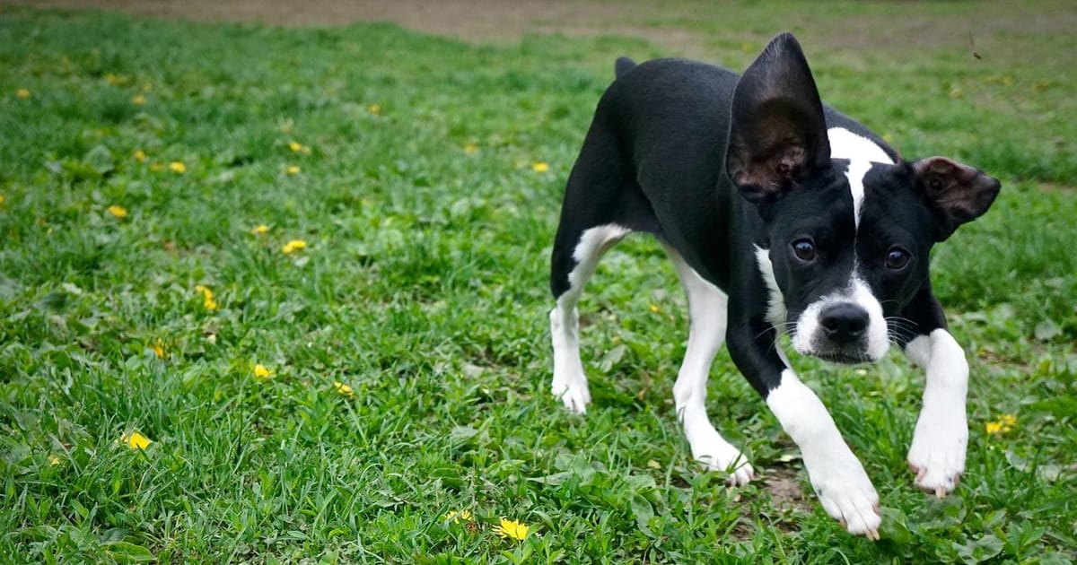 Jesse Stommel - Fredericksburg, Virginia, Executive Director, Division ...