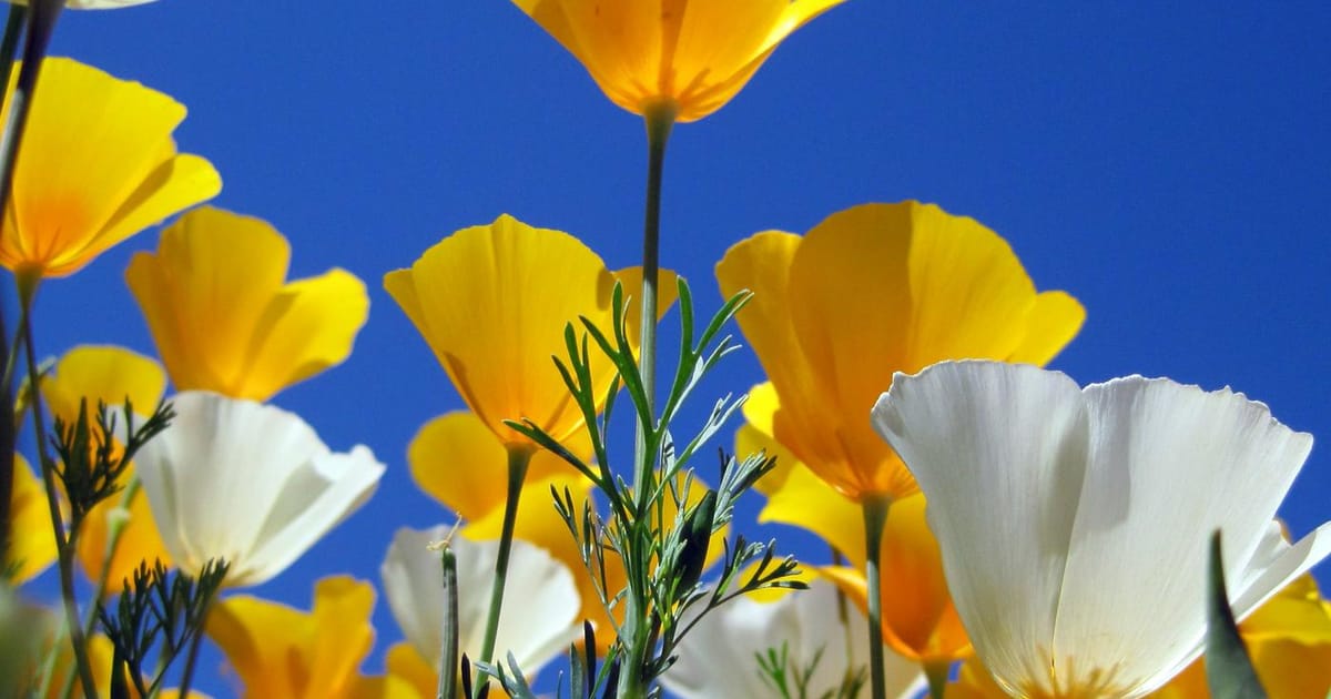 Kathy Sharp - Phoenix, Arizona, Software Engineer, B.S. Computer ...