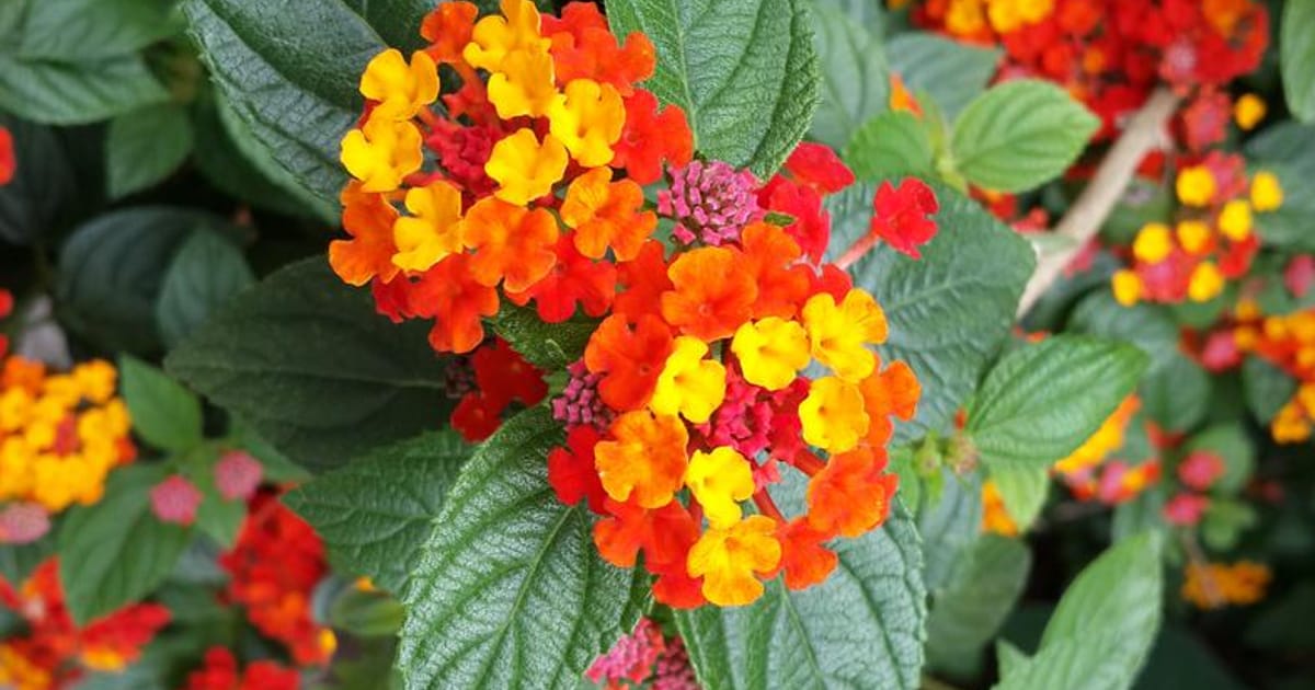 sdgsd gsdg - Victoria, Australia | about.me