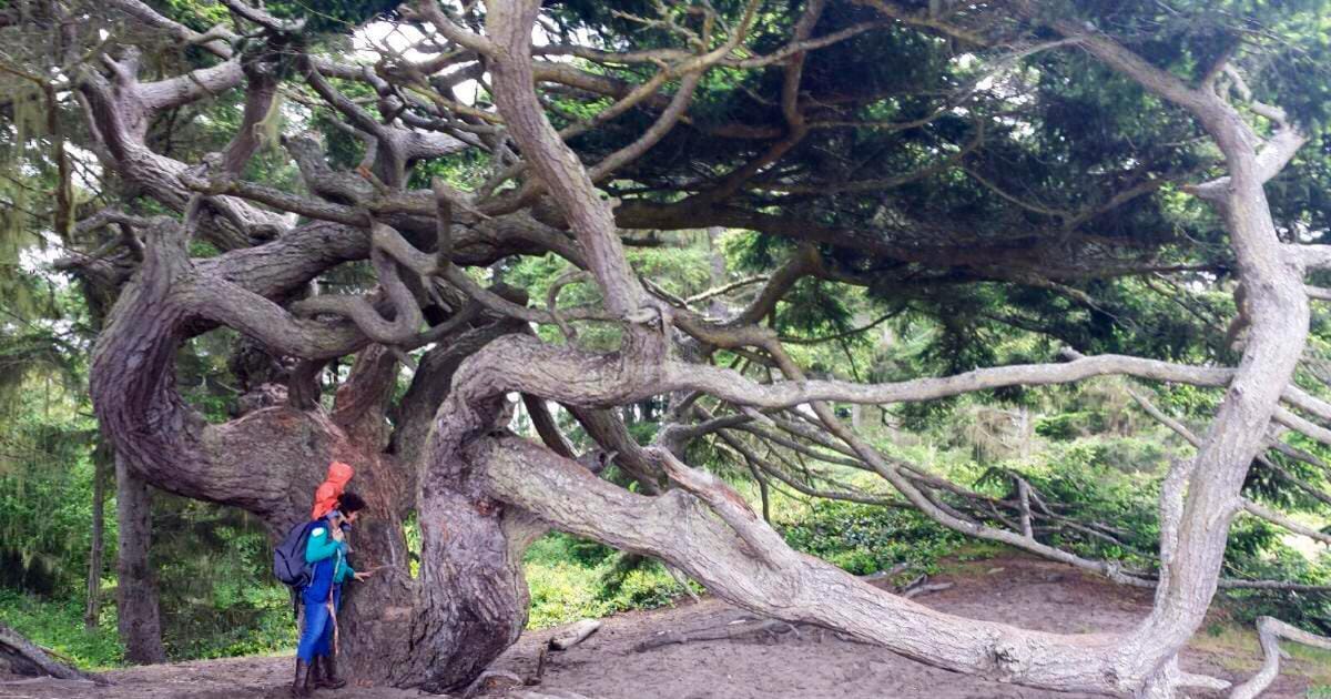 Stephany Hazelrigg - Seattle, Washington, Artist, Facilitator ...