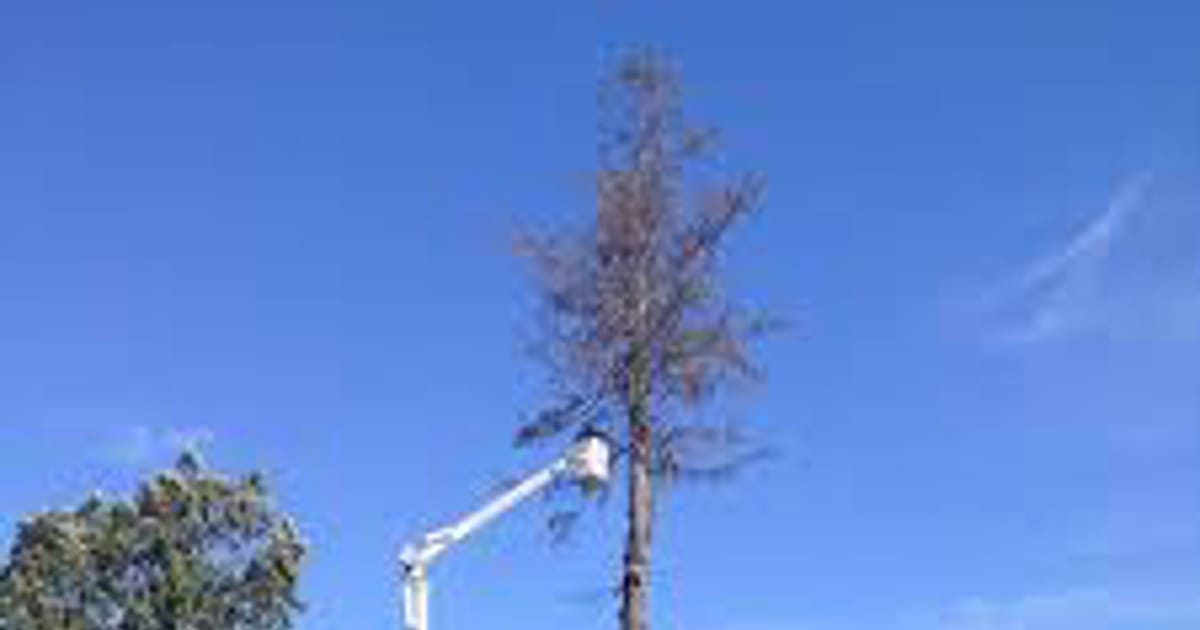 Mc Queens Forestry Svc - Kelowna, BC V0K 2E0 | about.me