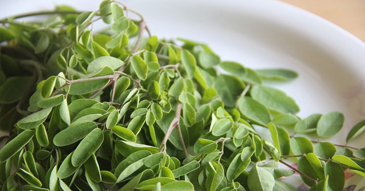 Moringa Benefits - United Arab Emirates | about.me