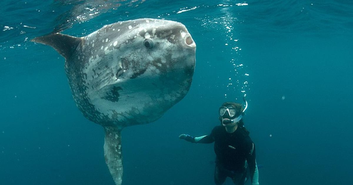 Tierney Thys, PhD. - Carmel Valley, California, Marine Conservation and ...