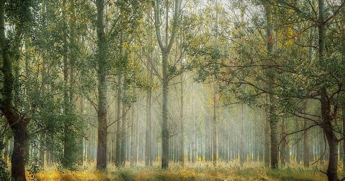 Russ Weeks - Tacoma, WA 98444 | about.me