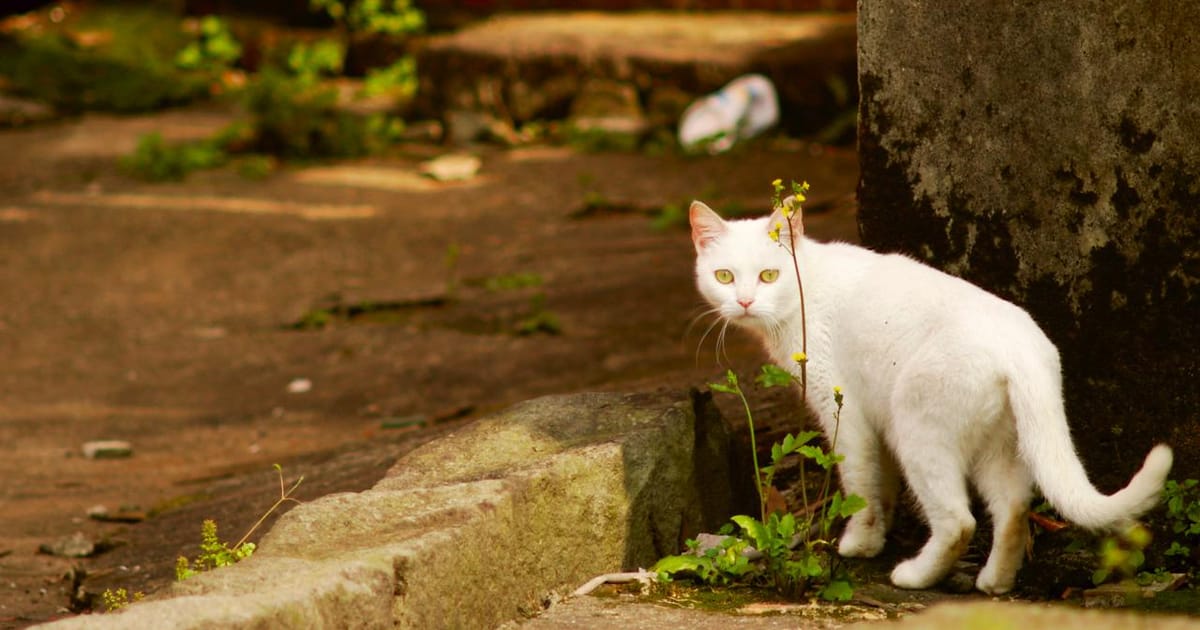 Jeremy Kuo | about.me