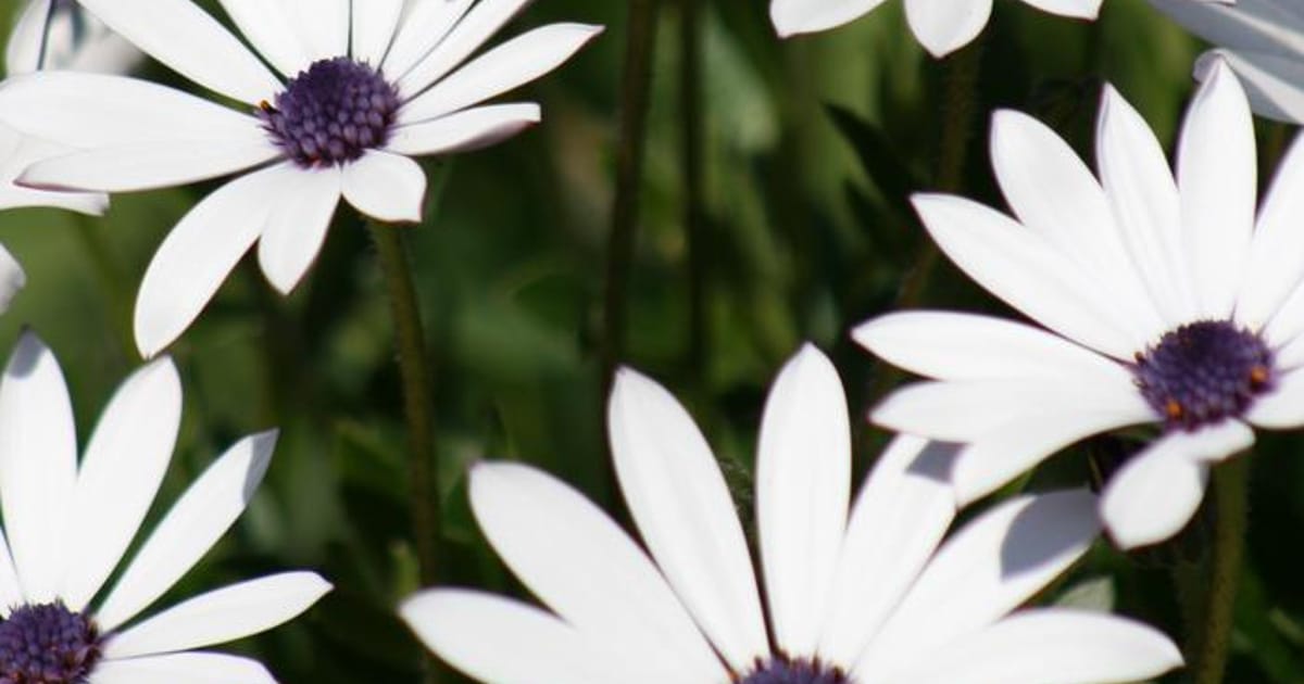 Angela Darcy Photography | about.me