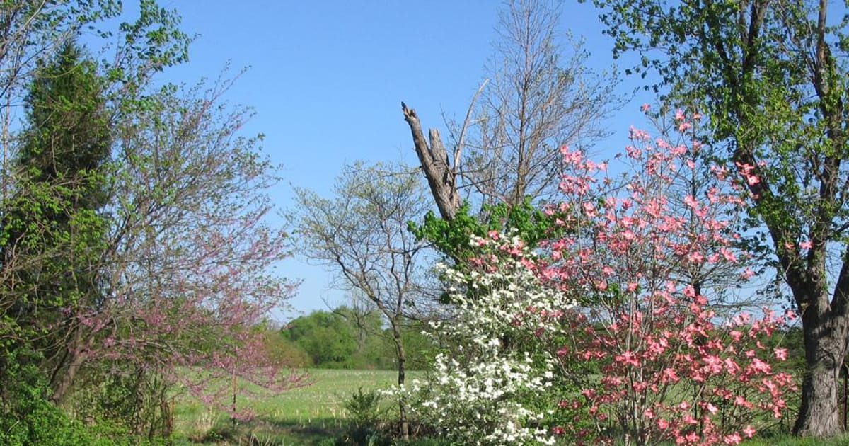 Anne Parmley | about.me