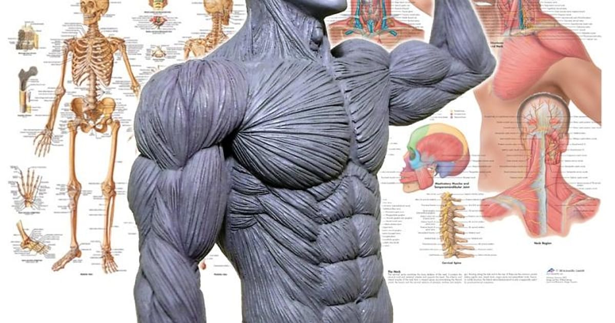 Artist's Anatomy | about.me