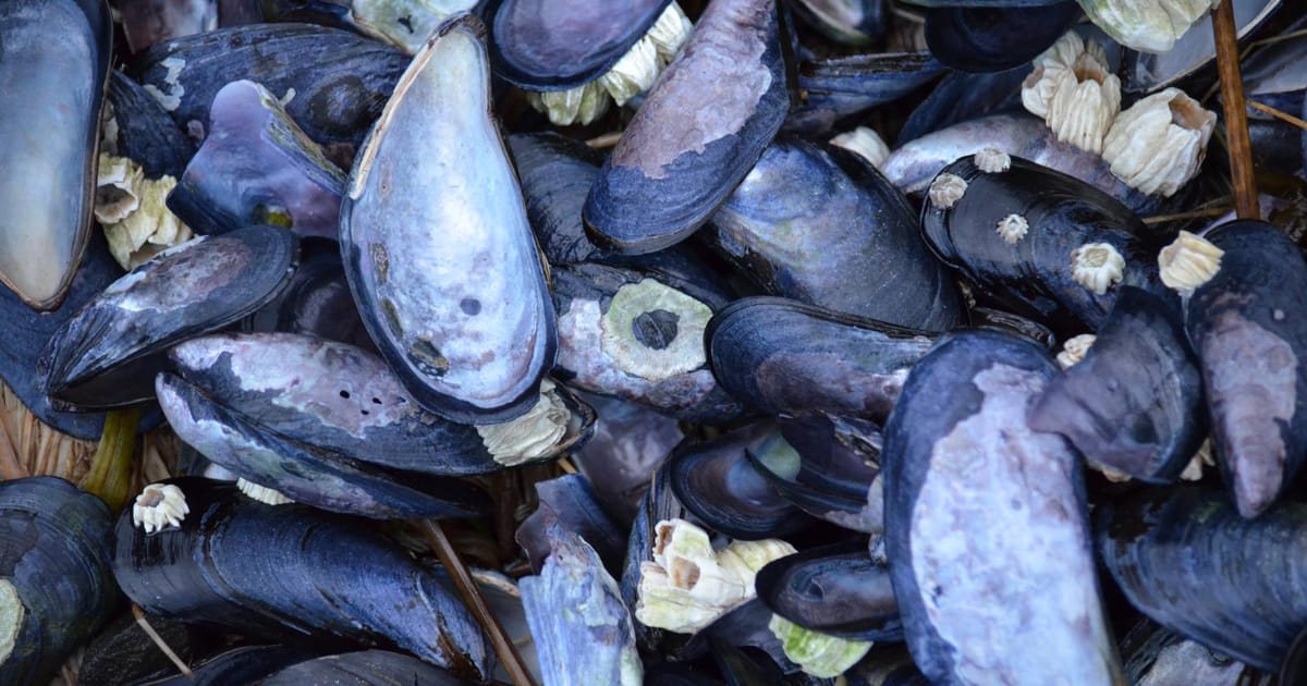 Blue Mussel Aesthetics | about.me