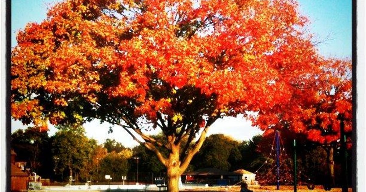 Bryan Nystrom - Naperville, IL, CTO @ Natara Software, DeVry | about.me