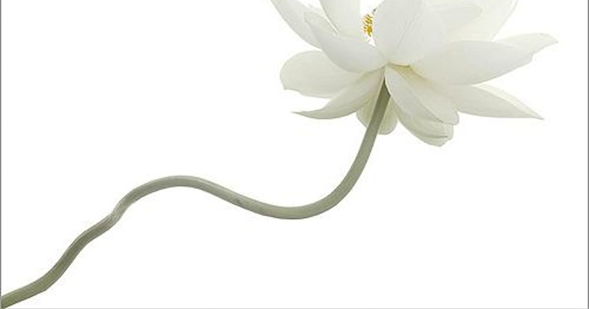 Steven Koos MD DDS - 1827 South Michigan Avenue Chicago, IL 60616 ...