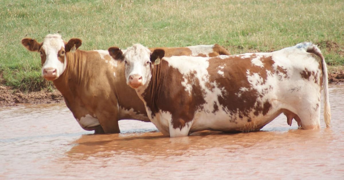 Cody McDougald | about.me