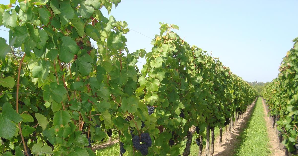 Dragan Unic - Viken in South of Sweden | about.me