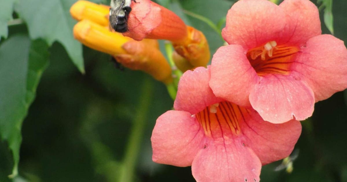 Jamie Alder | about.me