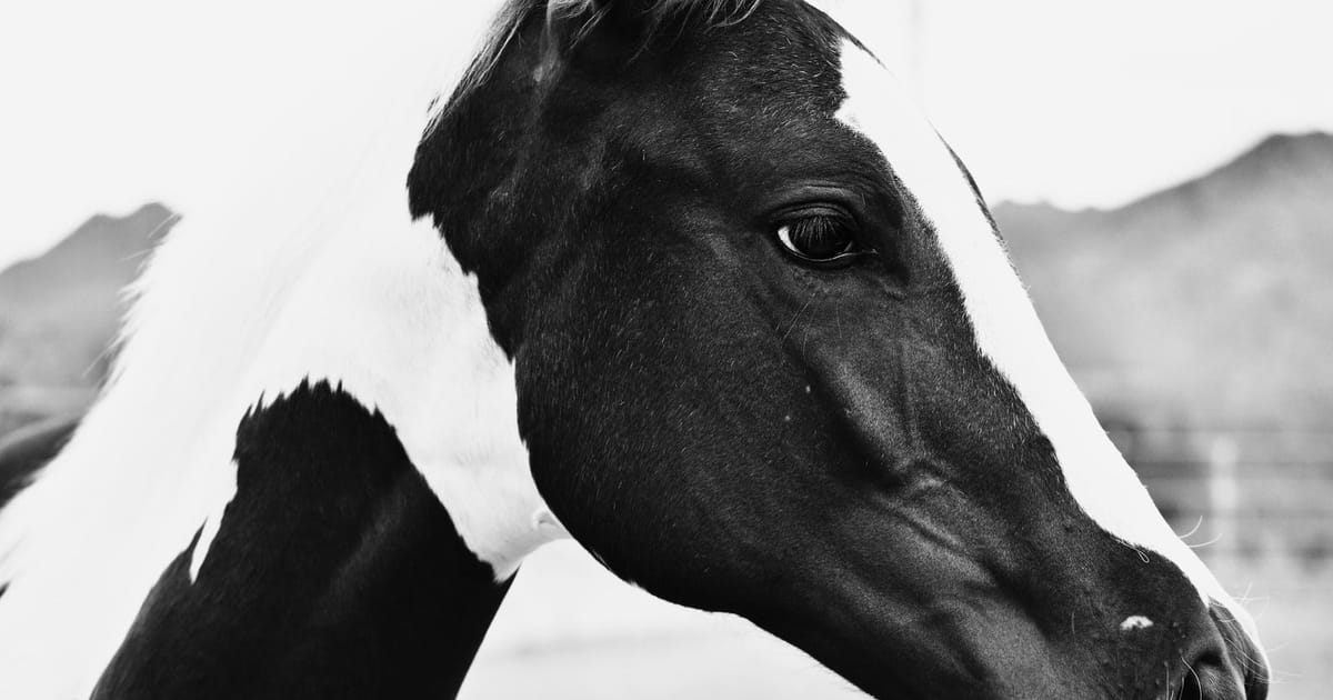 Jess B - Arizona | about.me