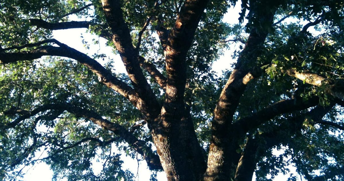 John Vashon | about.me