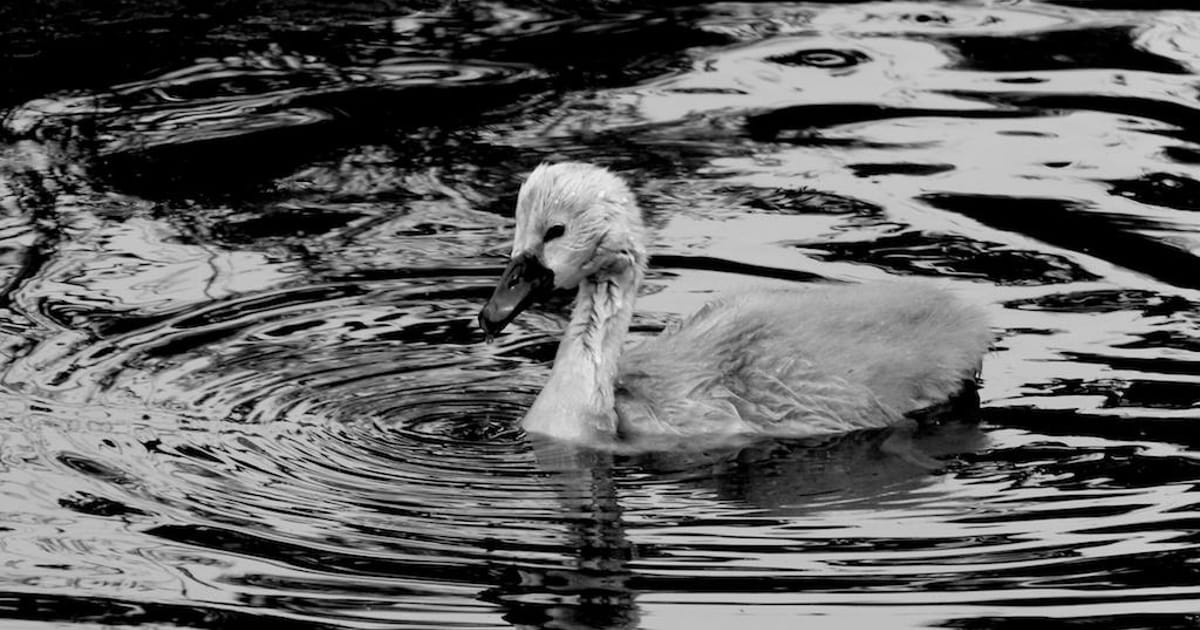 Justin Steed | about.me