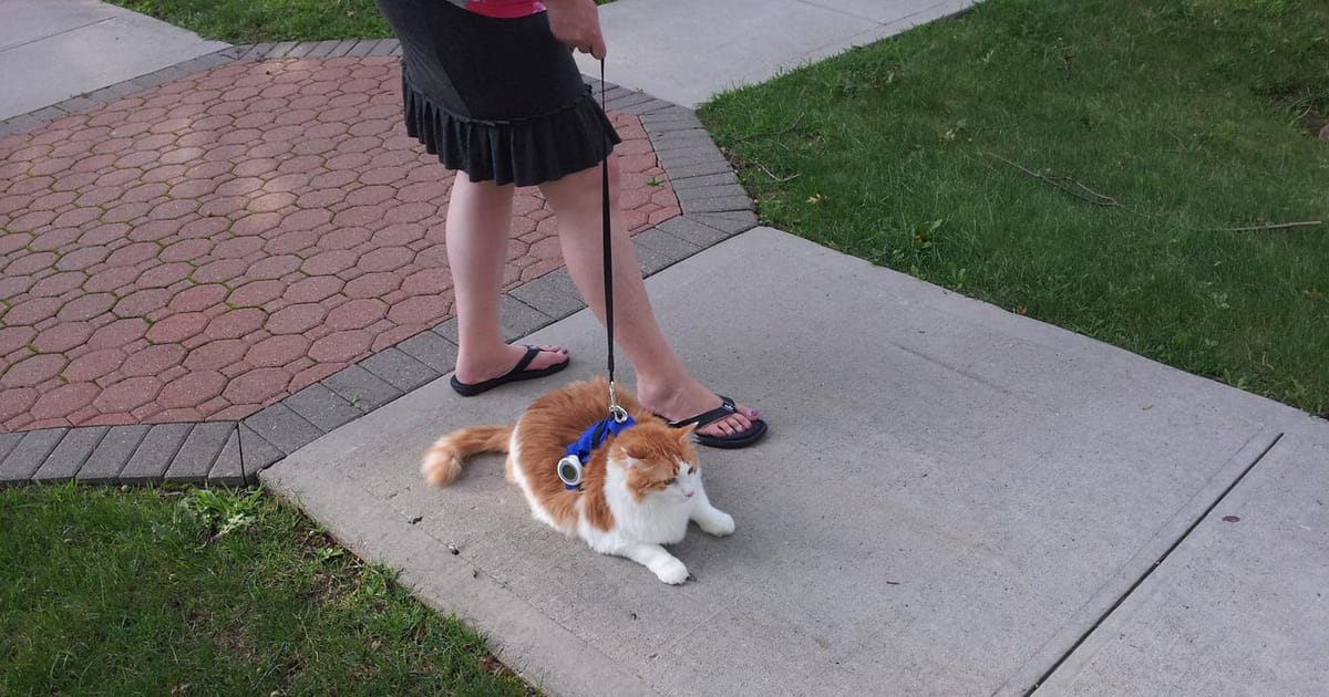 Laura Ruddy | about.me