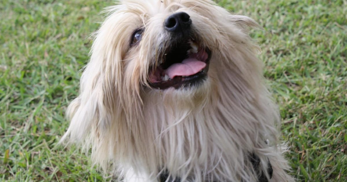 Peter Sharkey | about.me