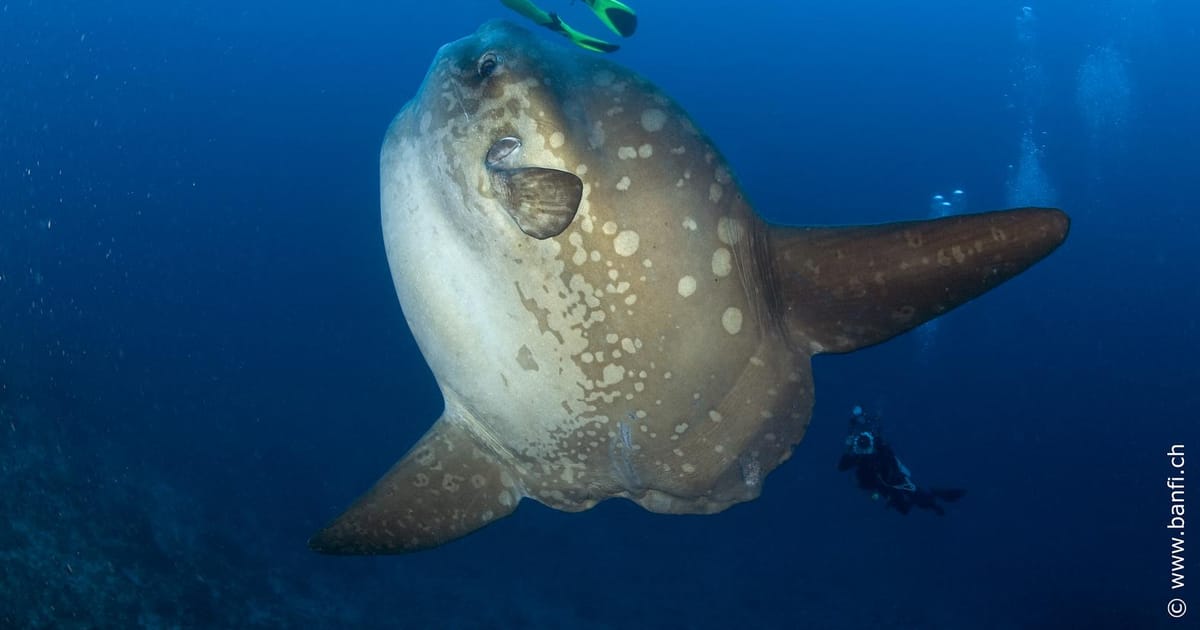 Planet Dive Holidays | about.me