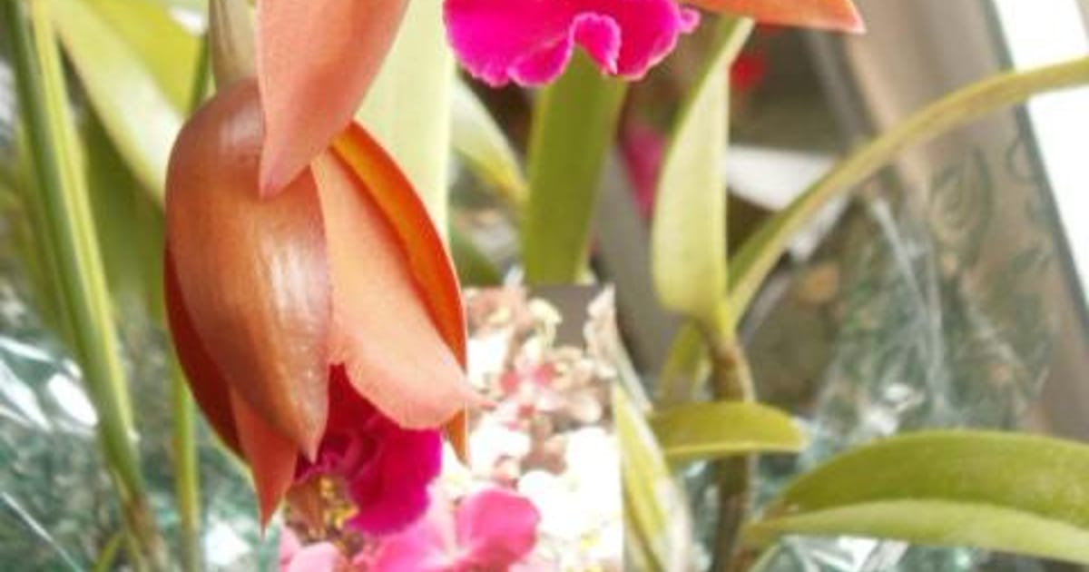 Rachel Mosier | about.me