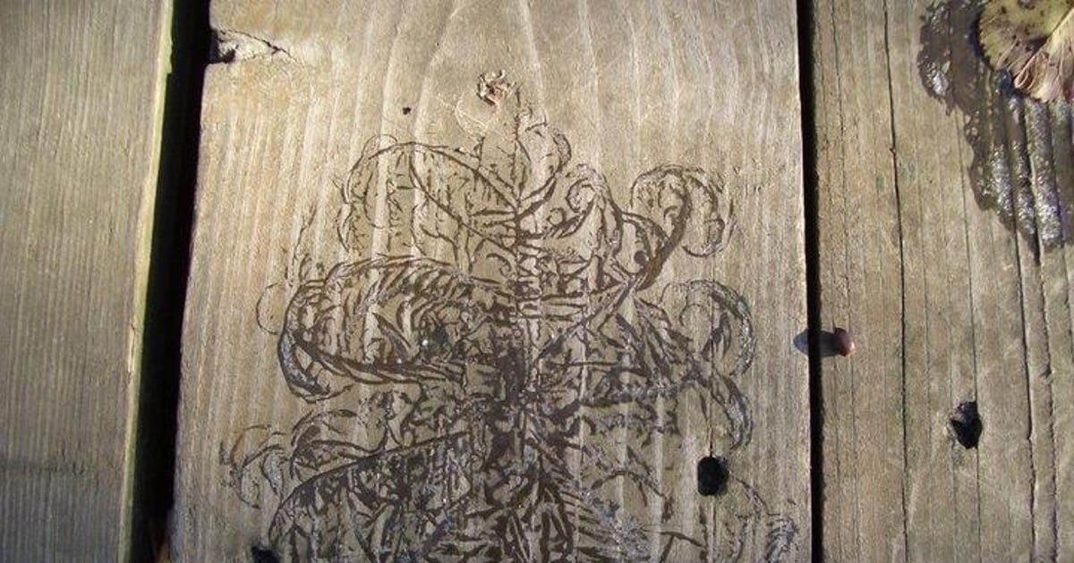 Donna Reno II | about.me